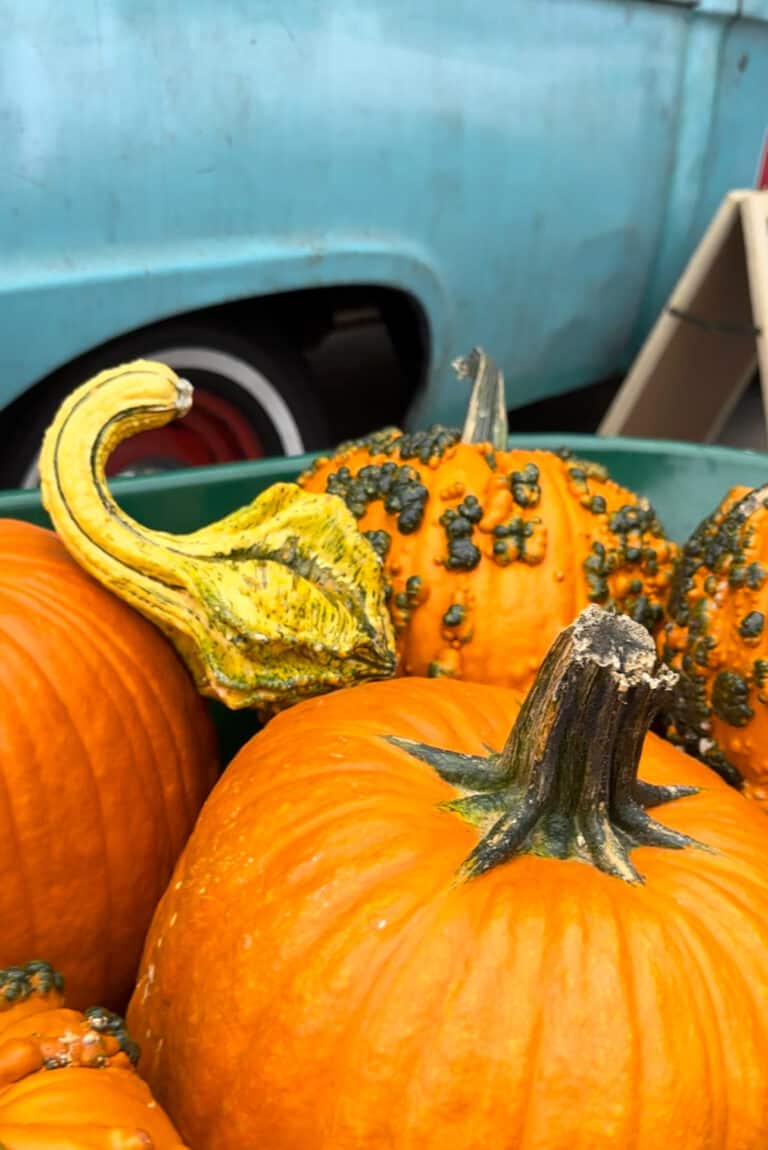 Beachside Fall Fest at Belmont Park - BriGeeski