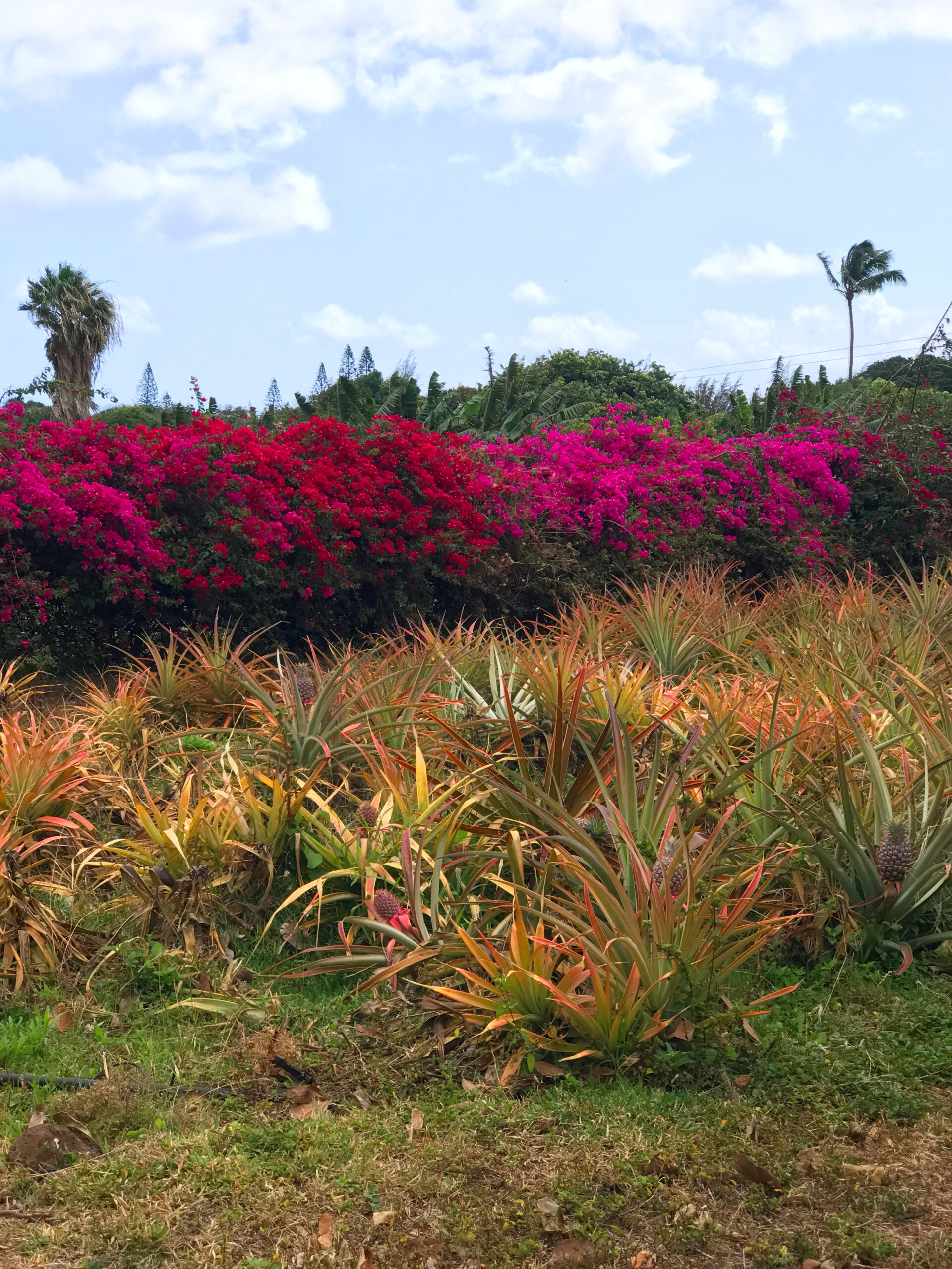Check Out The Maui Tropical Plantation Tour - BriGeeski