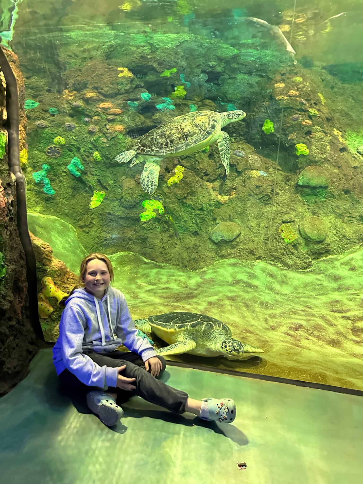 Top 10 Things to See at Seaworld San Diego for Families - BriGeeski