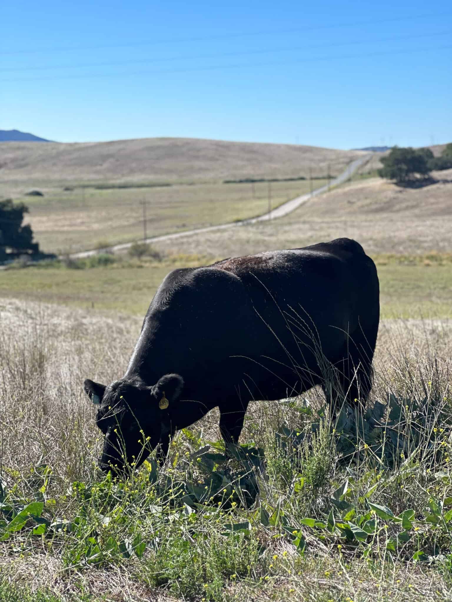 San Diego Farm Tour And A Delicious Steak Crostini - BriGeeski